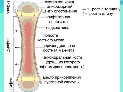 Общая остеология Классификация костей Строение кости как органа Развитие скелета