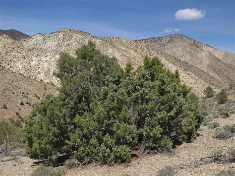 Identifying Juniper Trees And Shrubs