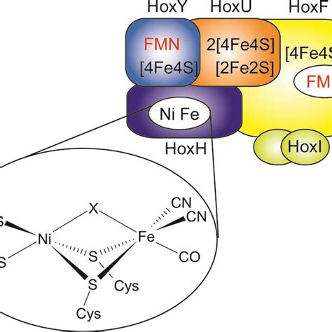 Schematic Overview Of The Cofactor Composition Of The Sh The Nife