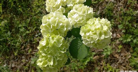 [포토친구] 설구화