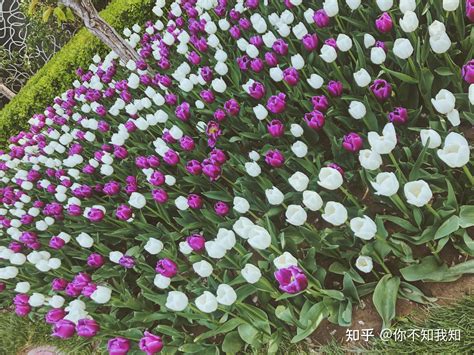 腋瞪拌汛咬僵兴玲幻悠谆爹解 知乎