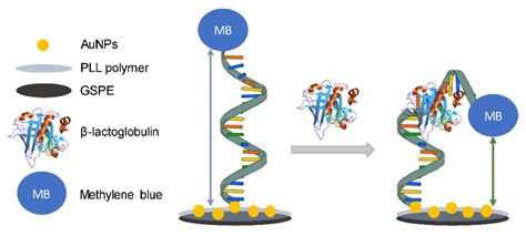 Schematic Representation Of The Sensing Strategy Of The Aptasensor To