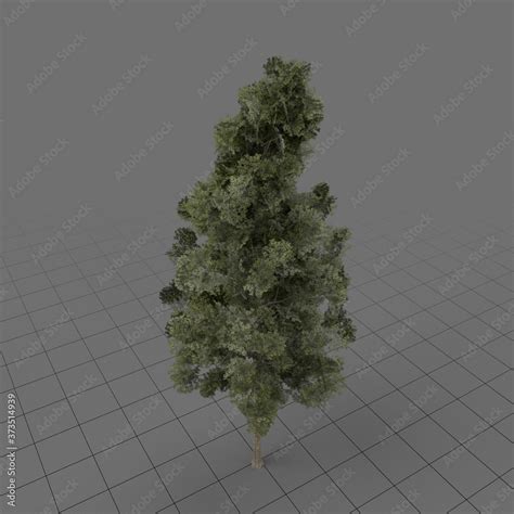 Tree Stock D Asset Adobe Stock