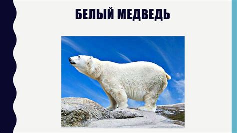 Животные Мурманской области презентация онлайн