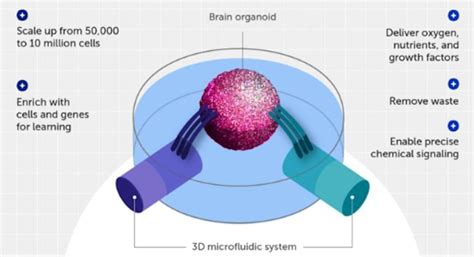 Scientists Are Building “organoid Intelligence” Biocomputers Using Brains Grown In A Lab To