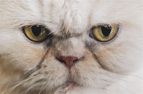 Más De 50 000 Imágenes Gratis De Gato Persa Y Gato Pixabay