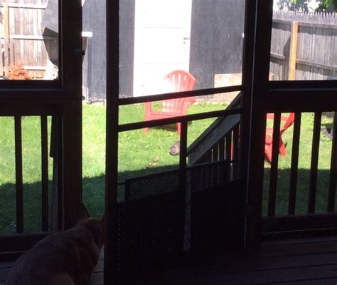 Its Time To Name Our Teasing Backyard Gopher Mark Bialczak