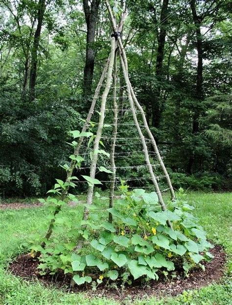 Maximize Garden Space 5 Genius Cucumber Trellis Designs You Can Build