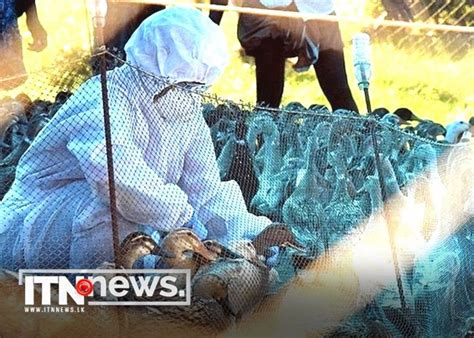 කුරුලු උණ පිළිබඳව අවධානයෙන් සිටින්නැයි ලෝක සෞඛ්‍ය සංවිධානයෙන් ශ්‍රී ලංකාවට උපදෙස් Itn News