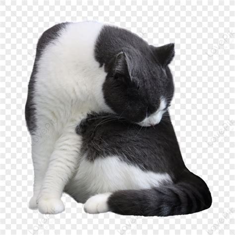 Adult Fat British Short Licking Hairshorthair Catwhite Png Free