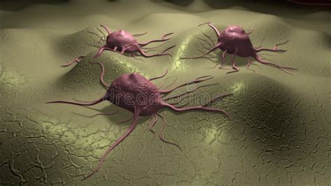 Visualization Of Several Cancer Cells On A Cellular Surface Stock Footage Video Of Eukaryote