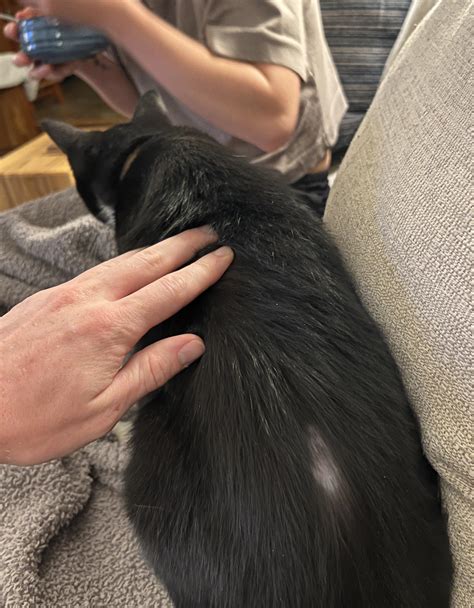 Sudden Bald Spot Rcats
