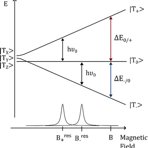 Energy Of The Triplet Sublevels As A Function Of The Magnetic Field B Download Scientific