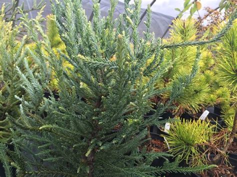 Sequoia Sempervirens Albospica Sequoia Albo Spica Sequoia