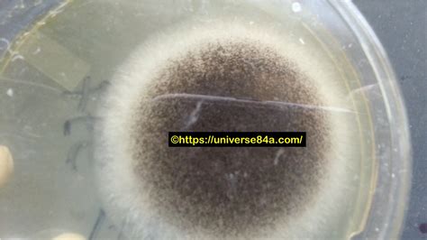 Aspergillus Niger Culture
