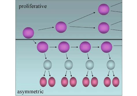 Proliferative Versus Asymmetric Patterns Of Growth The Diagram Download Scientific Diagram