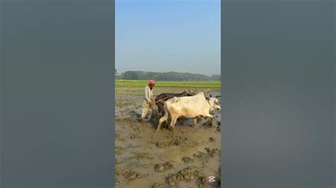 গরুর লাঙ্গল দিয়ে হালচাষ। হারিয়ে যাওয়া ঐতিহ্য Farming Agriculture Youtube