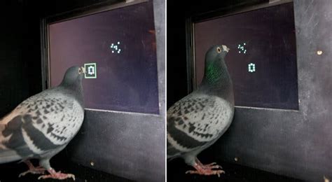 Pigeons Can Learn Higher Math Study Finds The New York Times
