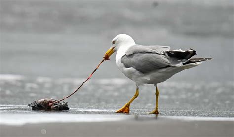 A Seagull Managed To Capture Its Prey Portugal
