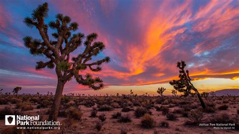 Joshua Tree Wallpapers Top Free Joshua Tree Backgrounds Wallpaperaccess