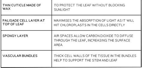 Leaf Structure Biology For GCSE IGCSE Year 11 PDF Download