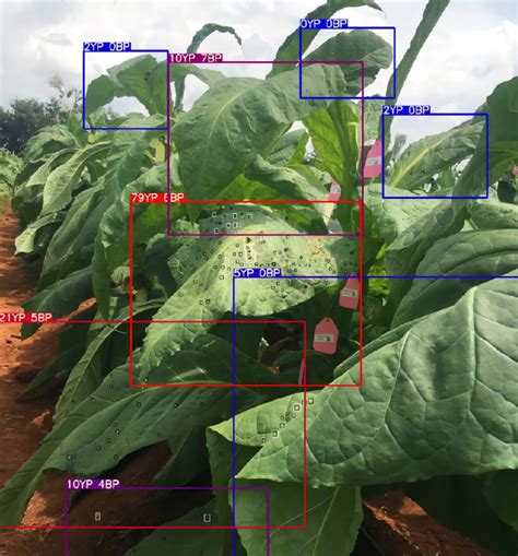 Python基于改进yolov5的烟叶病害检测系统（附带源码） 知乎