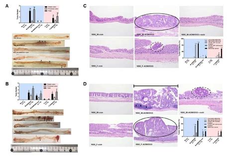 Effect Of Estradiol And Sex Associated Differences In The Multiplicity Download Scientific