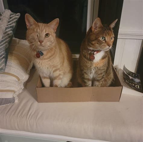 Grabbed Two With The Fresh Trap Rthecattrapisworking