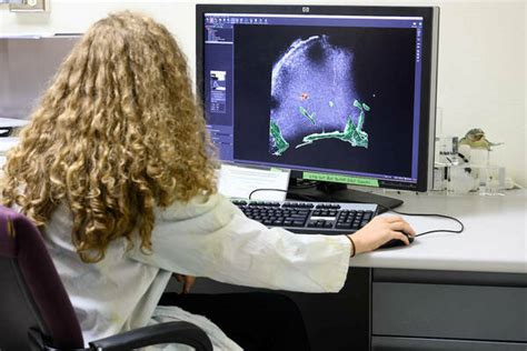 Software Analysis Imaris Optical Microscopy Core Services Notre Dame Integrated Imaging