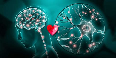 Amor Las Hormonas Neurotransmisores Encargadas De Producirlo