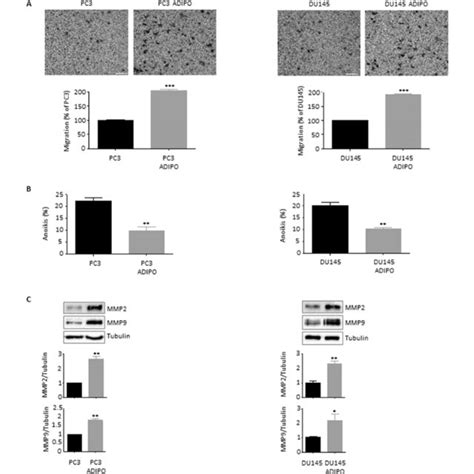 Adipocytes Drive Prostate Cancer Cell Invasion A Pc3 And Du145 Cells