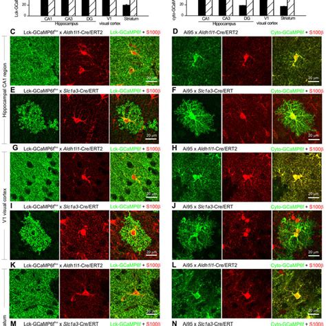 Creation And Characterization Of Aldh1l1 Cre Ert2 Bac Transgenic Mice Download Scientific