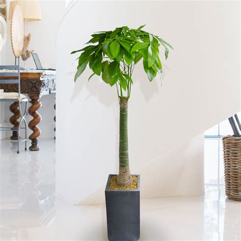 개업 화분 문구와 작성법 정성꽃배달 전국 꽃바구니 꽃배달 화환 화분