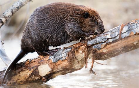 Beavers Played An Important Part In The Lives Of Ancient Humans Discover Magazine