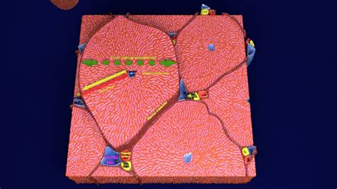 Stl File Liver Lobule Histology 3d Model・3d Print Object To Download・cults