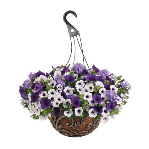 Proven Winners Multicolor Mixed Annuals Combinations In 3 Gallons