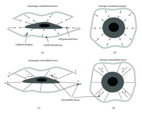 The Concept Of Force Isotropy Applied To Cells A Anisotropic And B Download Scientific