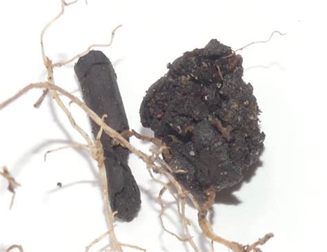 The Effect Of Biochar On Root Systems Roots Love Char Biochar The Effect Of Biochar On Root Systems Roots Love Char Biochar