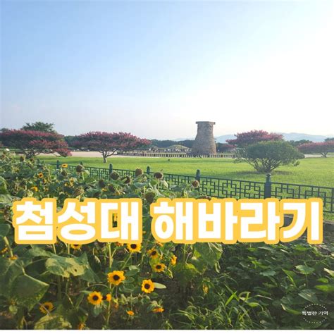 경주 첨성대 해바라기 명소 국내여행지로 추천 네이버 블로그