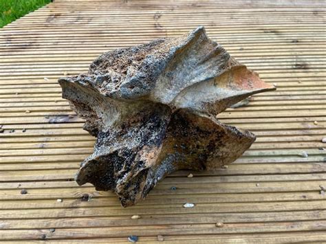Isle Of Wight Possible Fossil And Identification Request 15kg Weight 40cm In Length R Fossilid