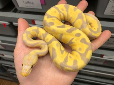 Leopard Toffee Ball Python By Peter Williams Reptiles Leopard Toffee Ball Python By Peter Williams Reptiles