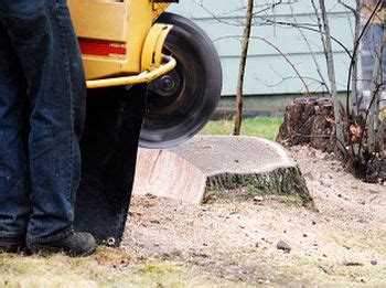 Tree Service Bellevue