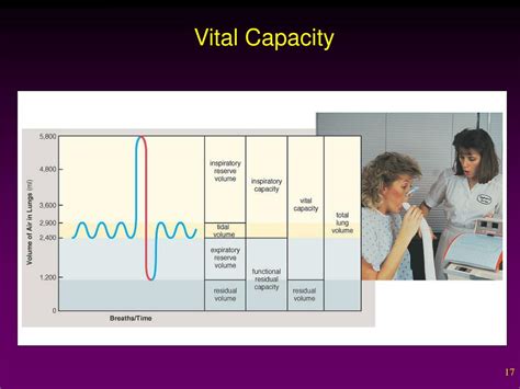 Ppt Respiratory System Powerpoint Presentation Free Download Id