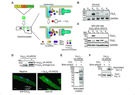 Apex2 Mediated Proximity Biotinylation For The Identification Of Download Scientific Diagram