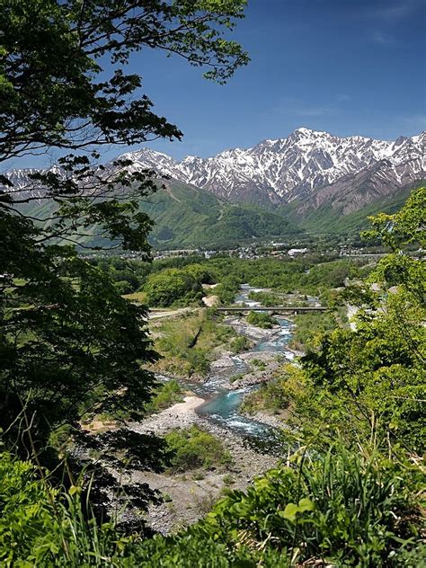 白馬村野平にて菜の花や山の景色3 2024 へそまがり姫 あっちこっち