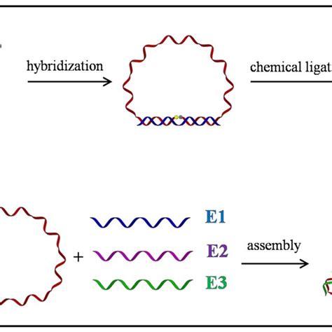 The Self Assembly Of The Solely Dna Based Drug Delivery System And Its