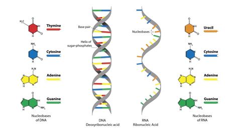 Detail Gambar Dna Dan Rna Koleksi Nomer 2
