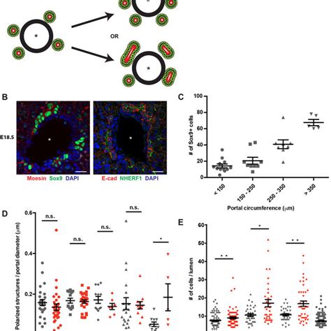 A Novel Self Organizing Model Of Ihbd Morphogenesis In The Normal