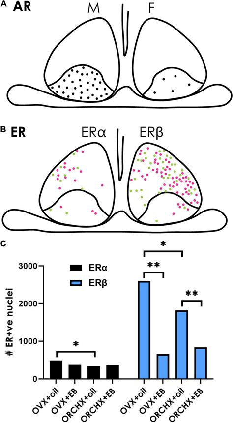 Sex Hormone Receptors In The Scn A The Cartoon Depicts The