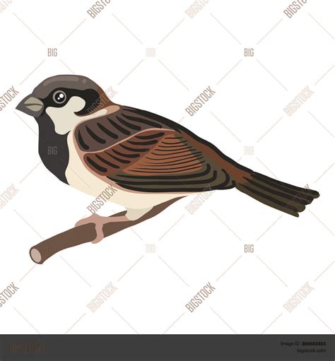 Natural Sparrow Vector And Photo Free Trial Bigstock